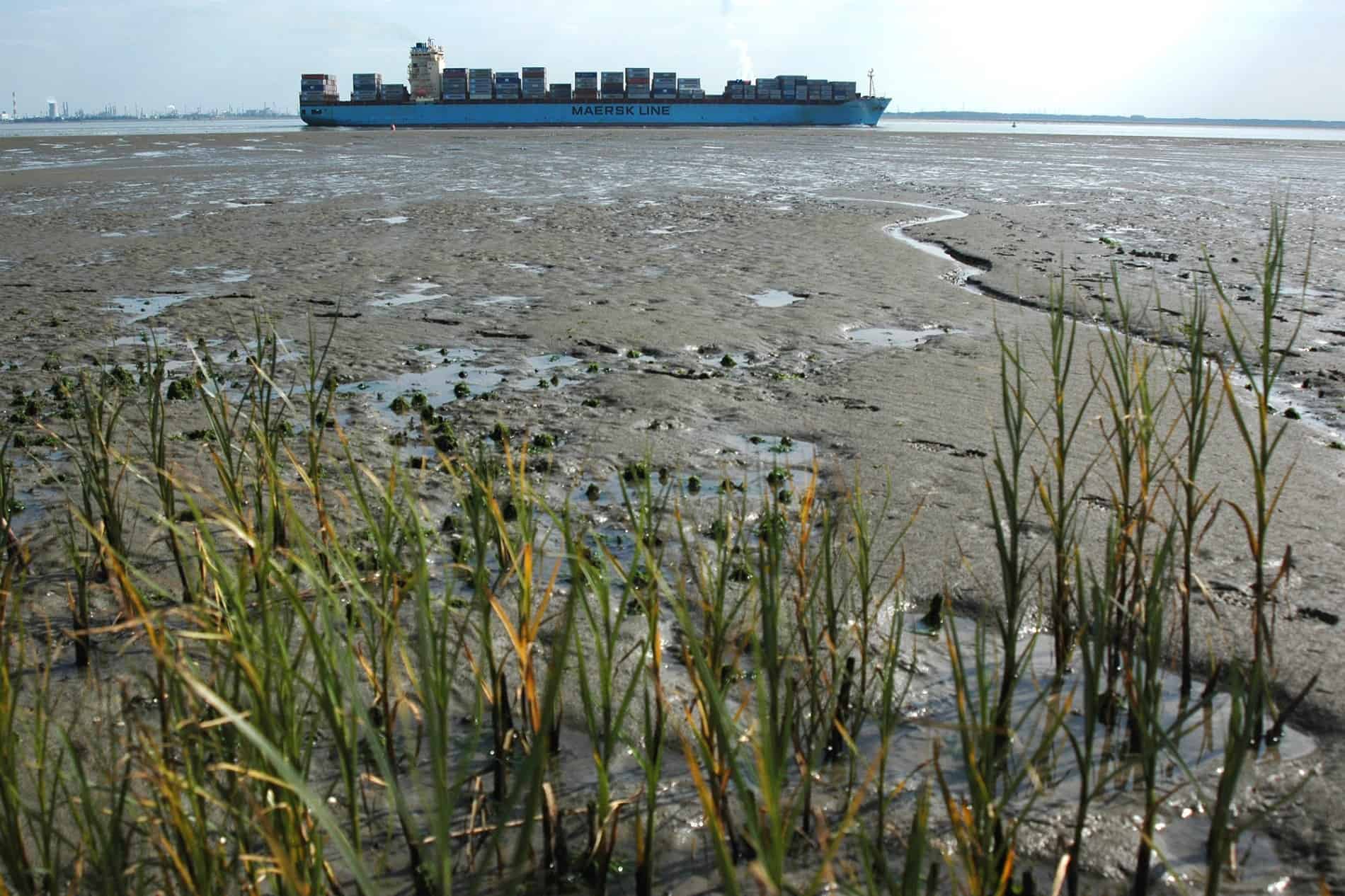 Grote estuaria beter besturen Wing | 26 september 2019